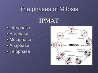 Cell Division And Reproduction | PPT