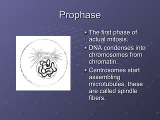 Prophase I Definition Stages And Quiz Biology Dictionary