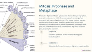 Eukaryotic Cell-Division-and-the-Cell-Cycle.pptx