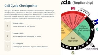 Eukaryotic Cell-Division-and-the-Cell-Cycle.pptx