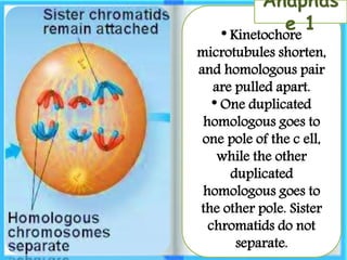 Cell Division | PPT