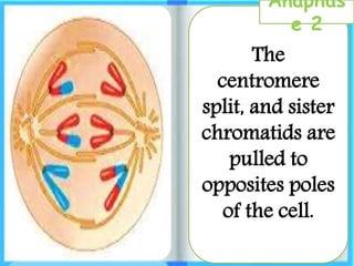 Cell Division | PPT