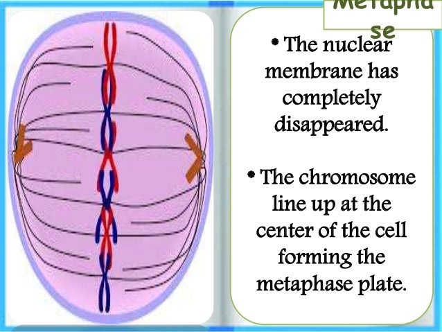 Cell Division