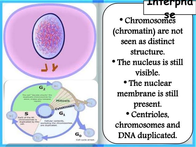 Cell Division