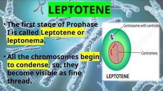 CELL-DIVISION-MEIOSIS 1 and 2 for Grade 9.pptx