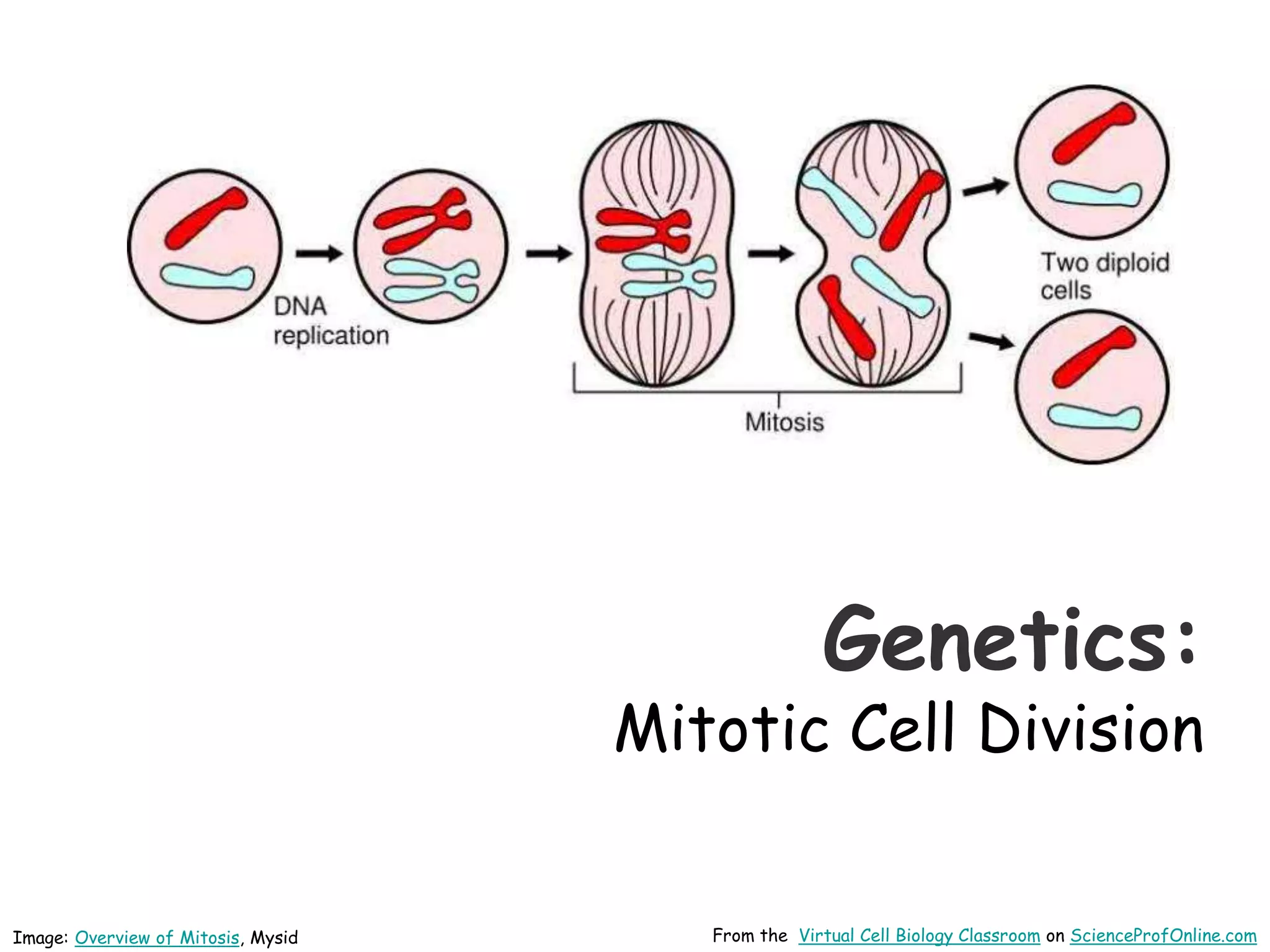 Cell-Division-Mitosis-Biology-Lecture-PowerPoint-VCBCct.ppsx