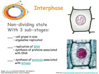 Cell-Division-Mitosis-Biology-Lecture-PowerPoint-VCBCct.ppsx ...