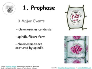 Cell-Division-Mitosis-Biology-Lecture-PowerPoint-VCBCct.ppsx ...