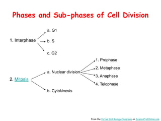 Cell-Division-Mitosis-Biology-Lecture-PowerPoint-VCBCct.ppsx ...