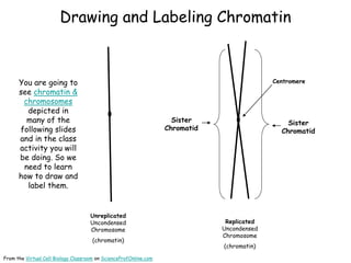 Cell-Division-Mitosis-Biology-Lecture-PowerPoint-VCBCct.ppsx ...
