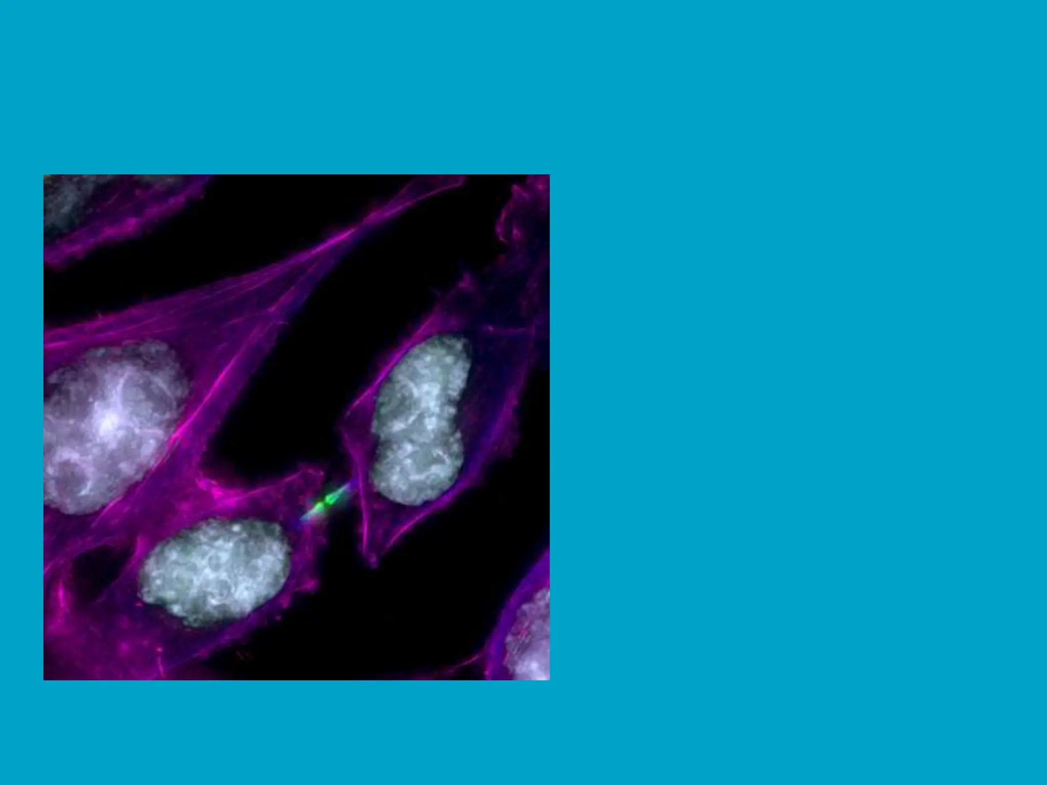 Cell Division Mitosis Meiosis 1225581257073362 9 Ppt