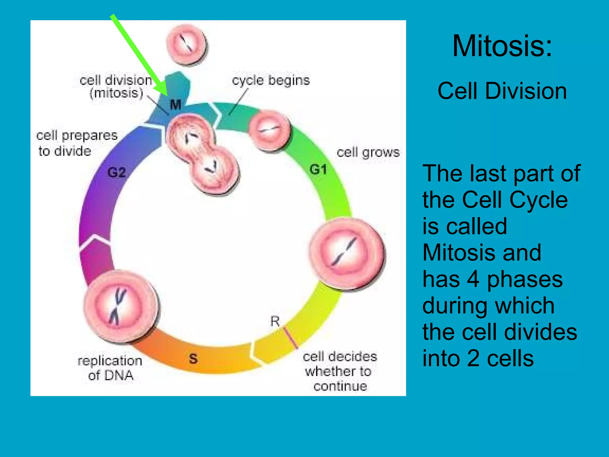 Cell Division Mitosis and Meiosis | PPT