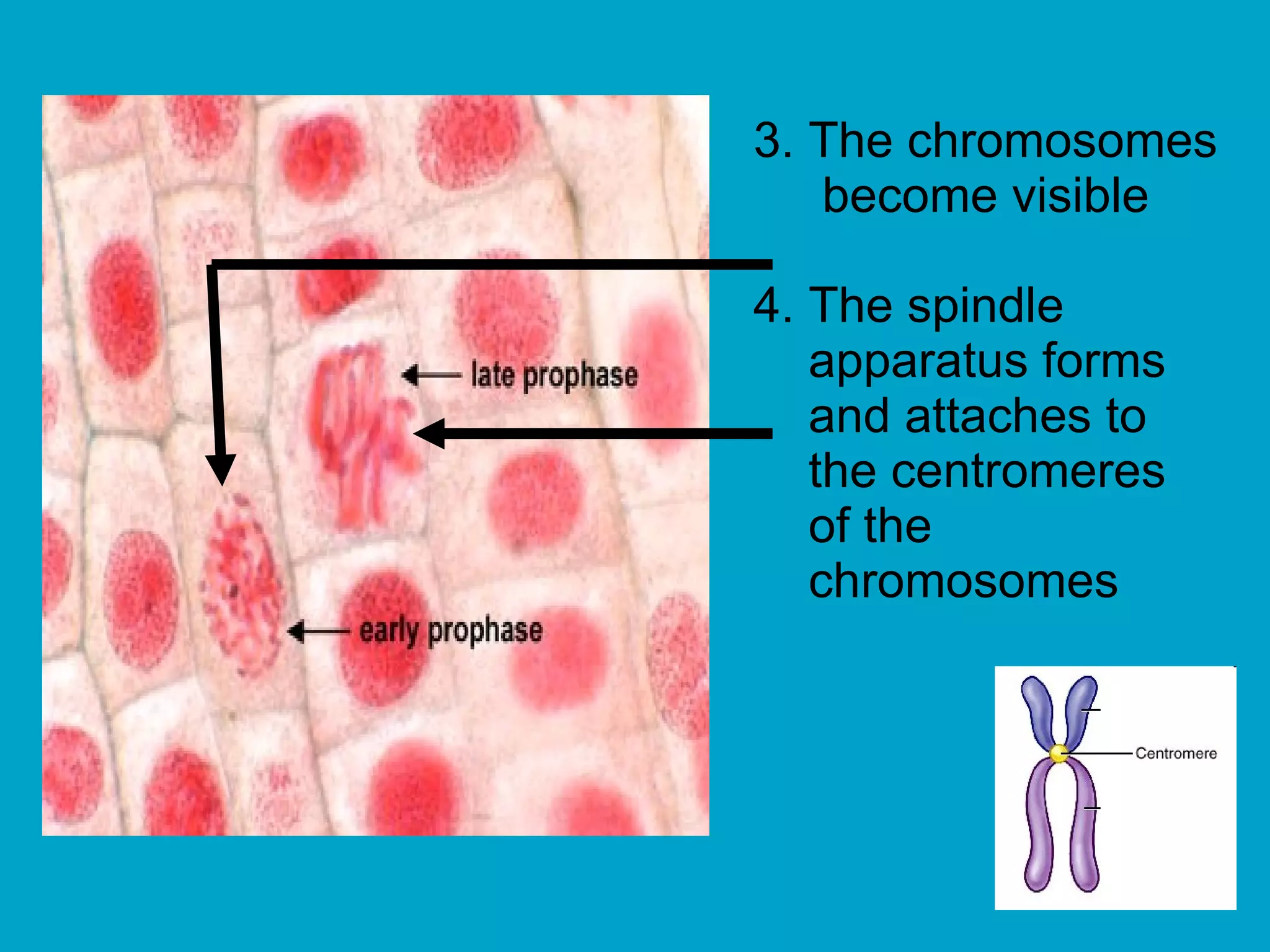 Cell Division Mitosis and Meiosis | PPT