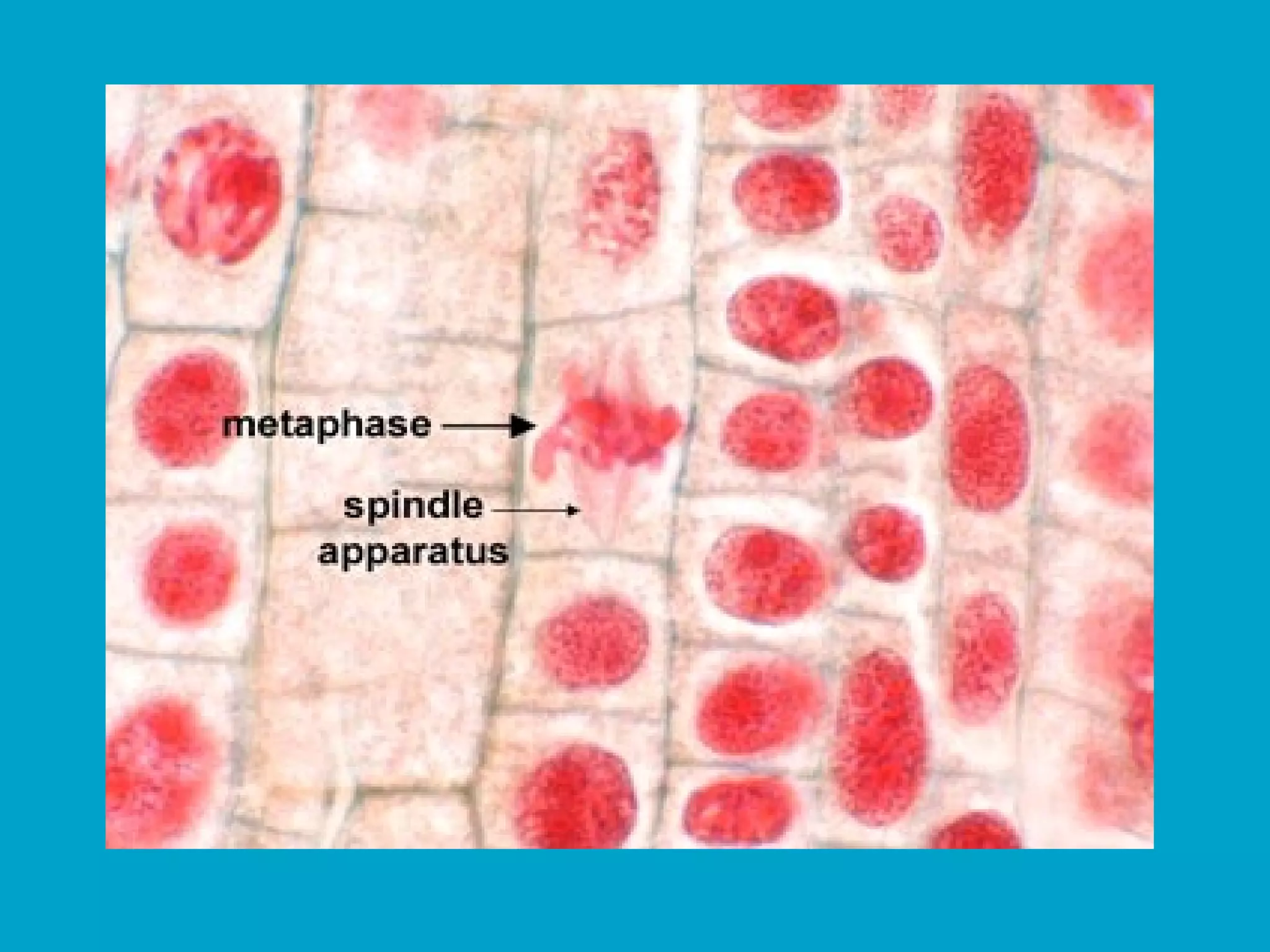 Cell Division Mitosis and Meiosis | PPT