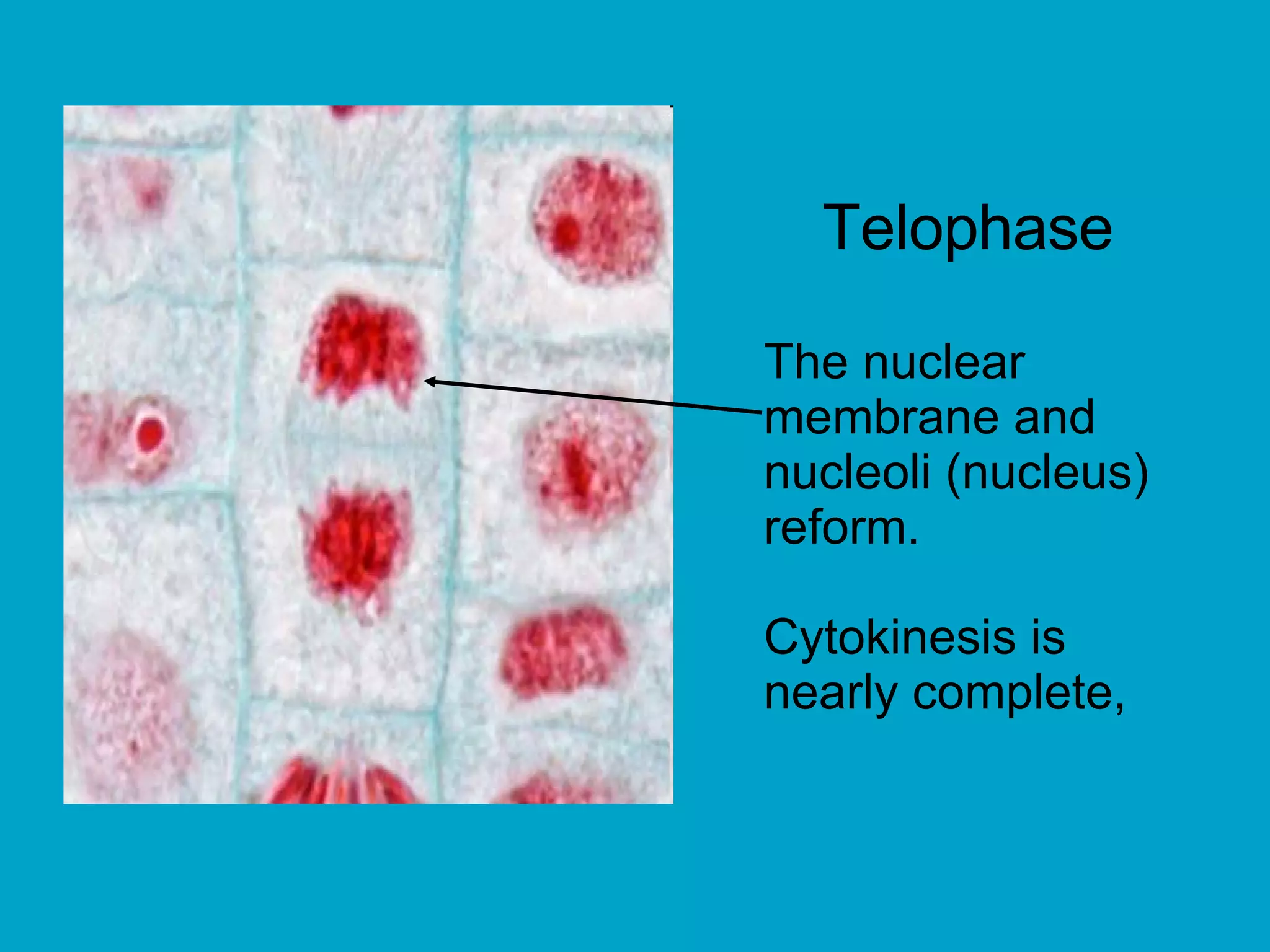 Cell Division Mitosis and Meiosis | PPT