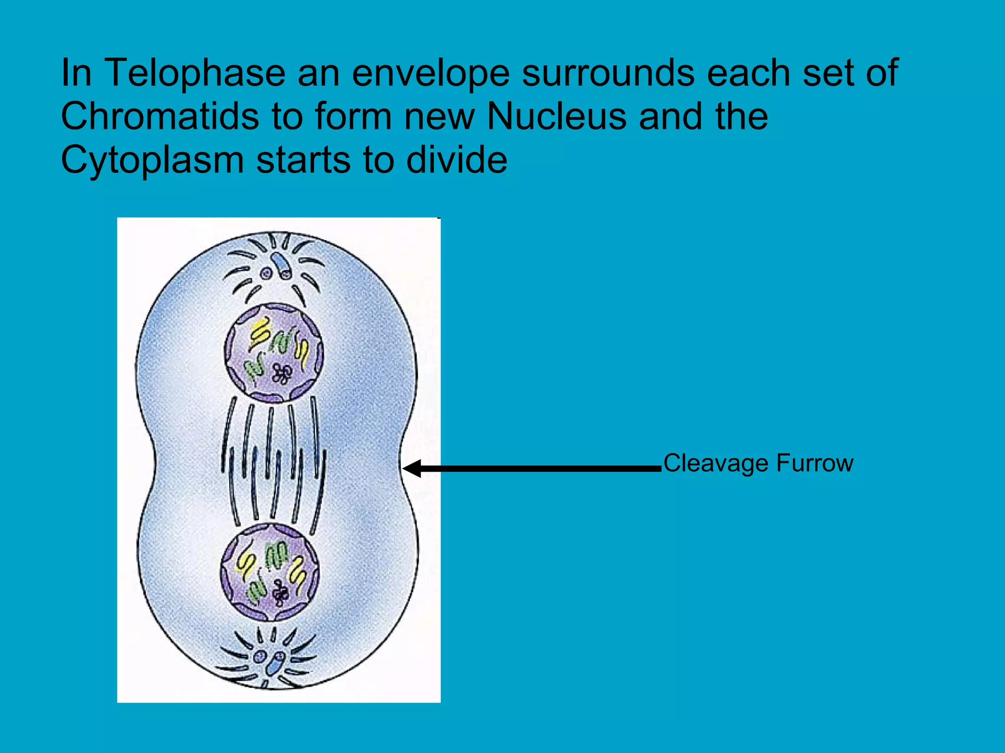 Cell Division Mitosis and Meiosis | PPT