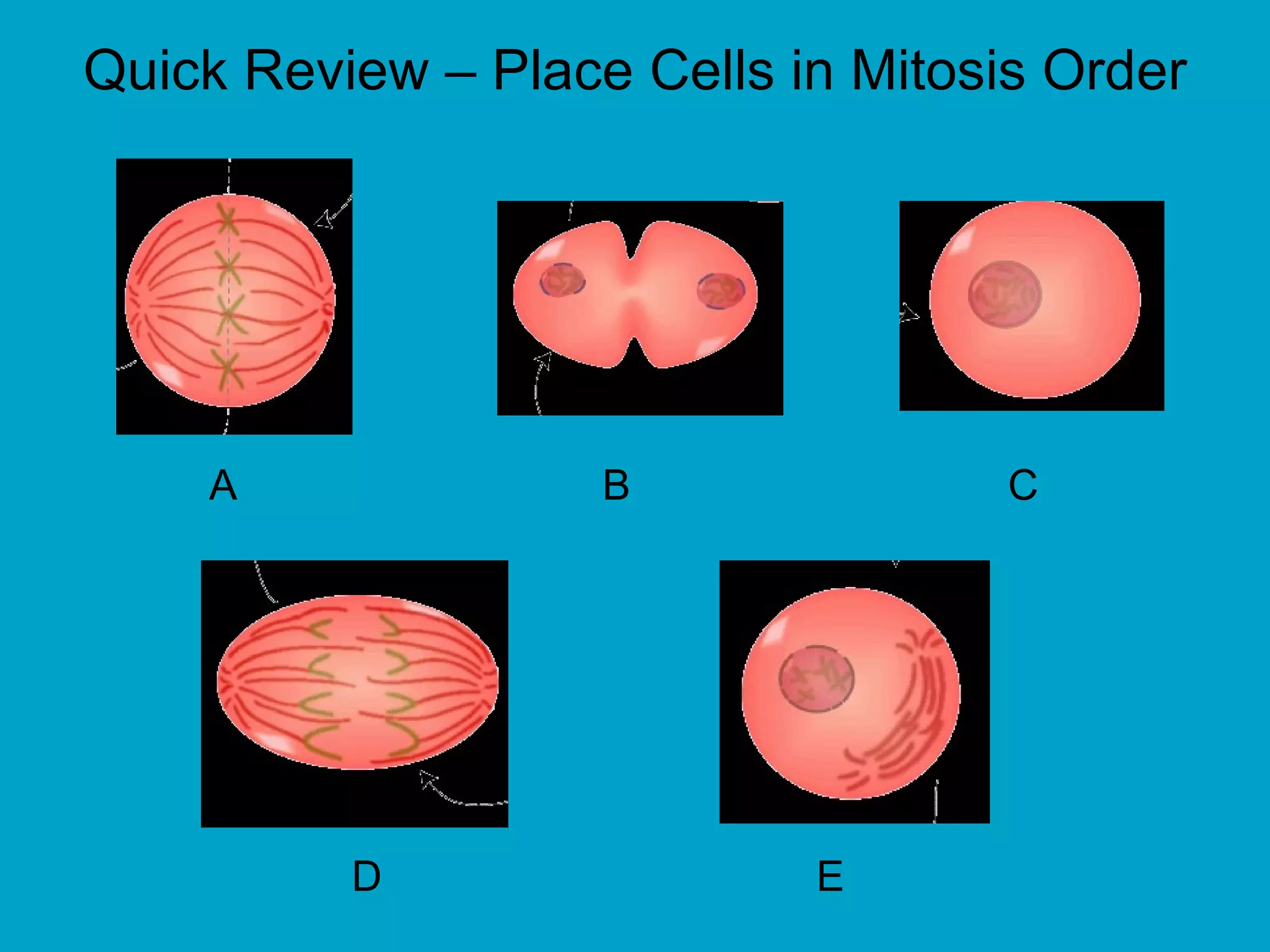 Cell Division Mitosis and Meiosis | PPT