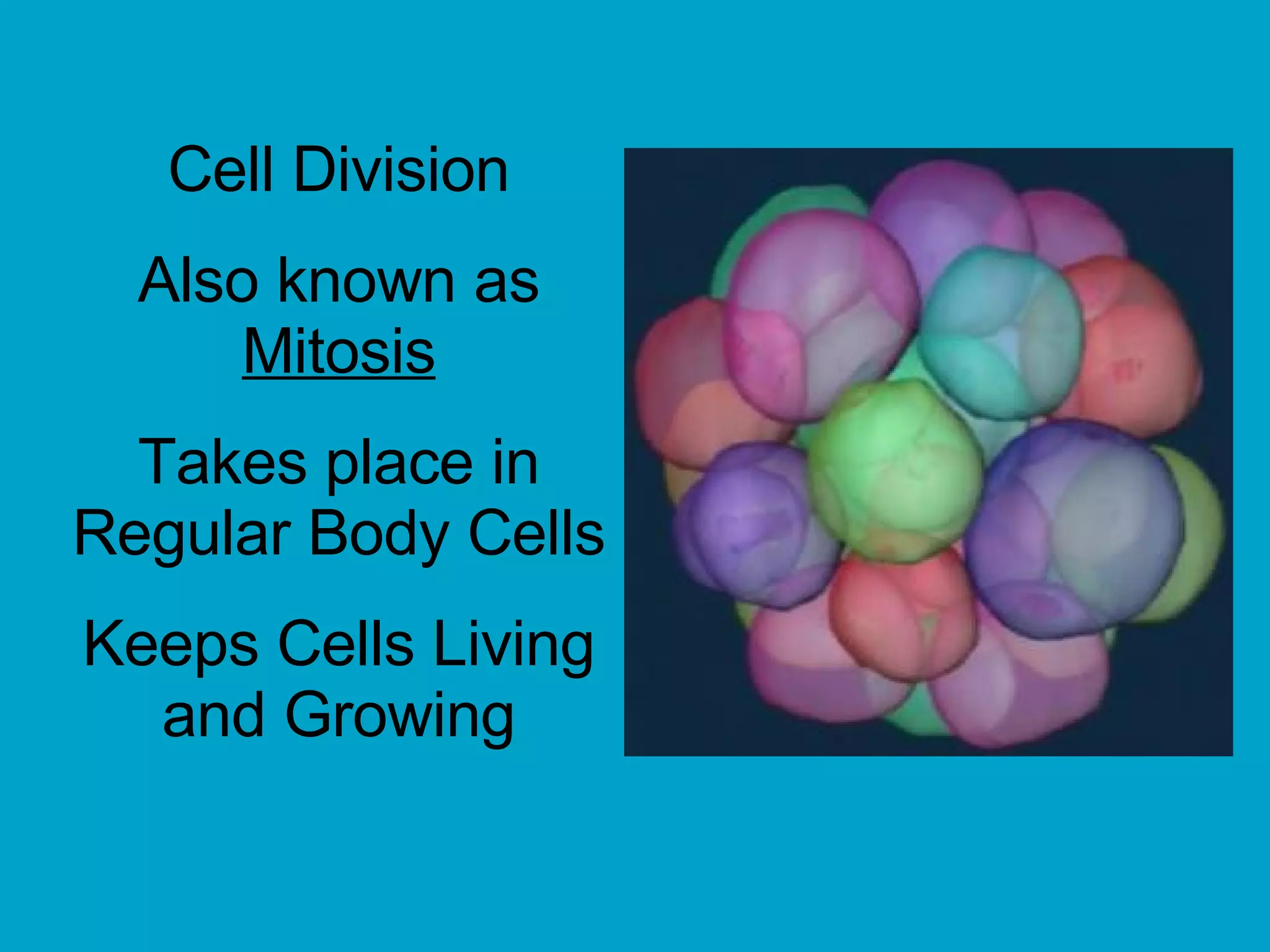 Cell Division Mitosis and Meiosis | PPT