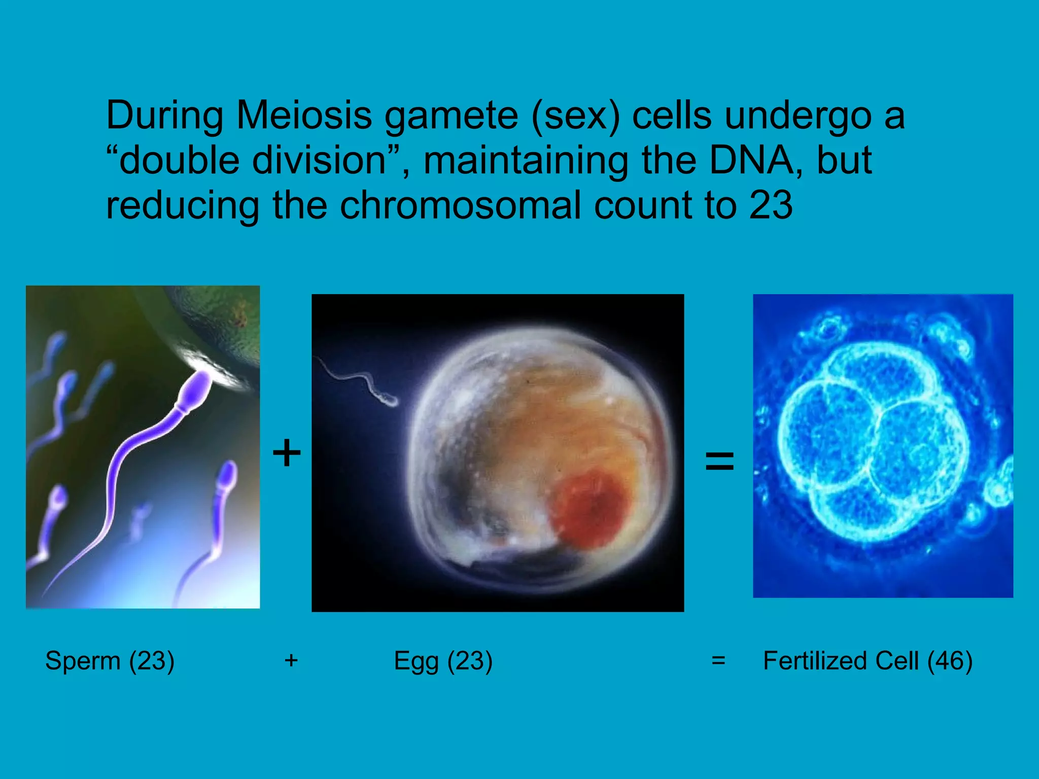 Cell Division Mitosis and Meiosis | PPT