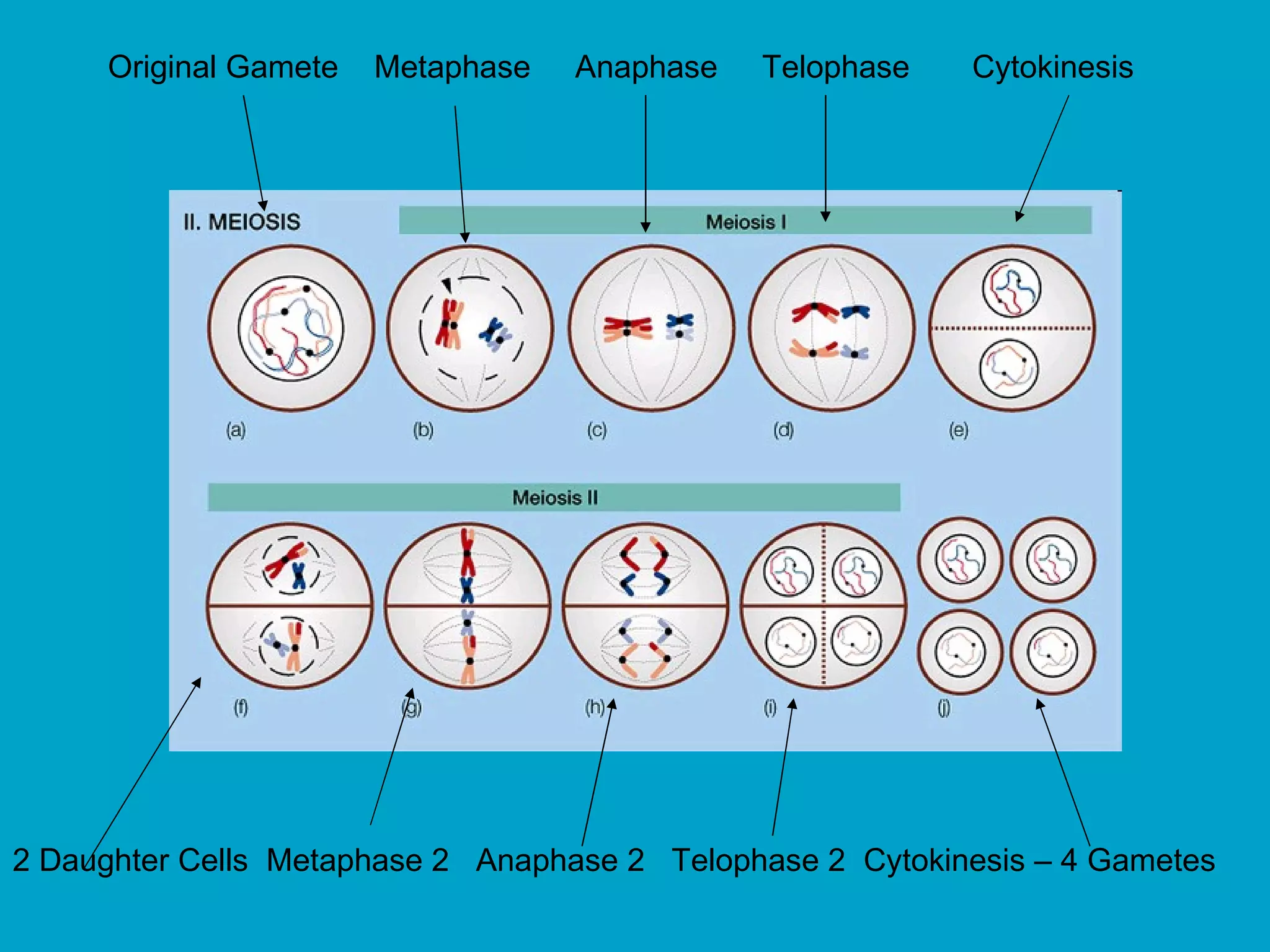 Cell Division Mitosis and Meiosis | PPT