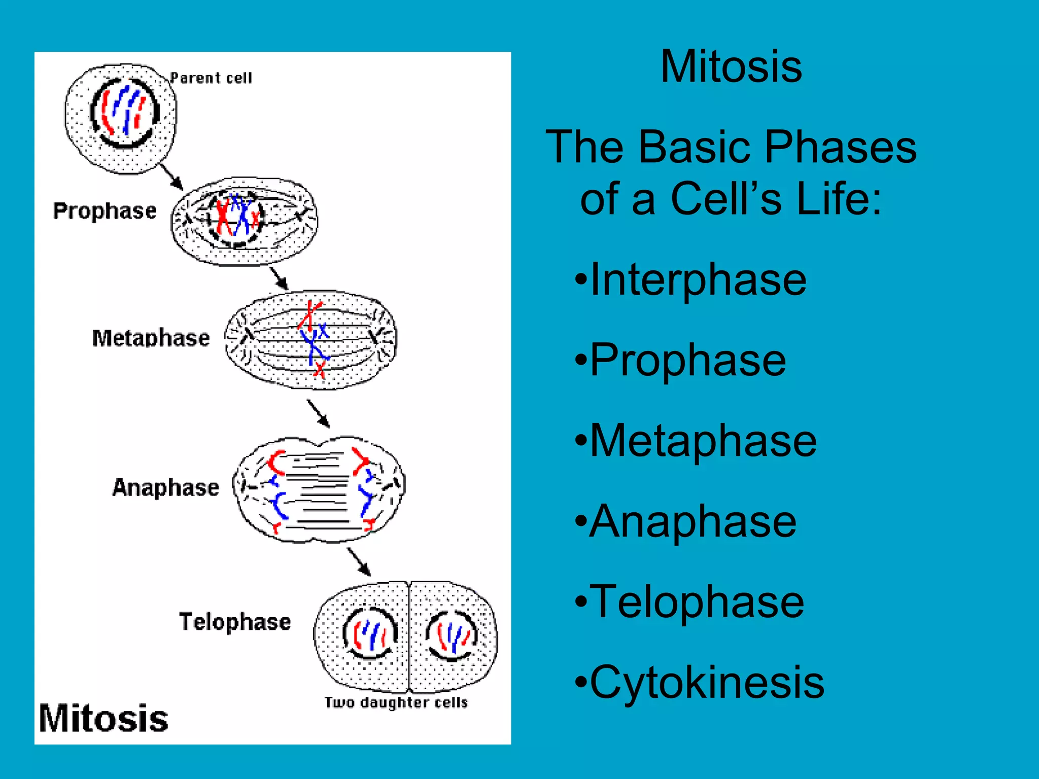 Cell Division Mitosis and Meiosis | PPT