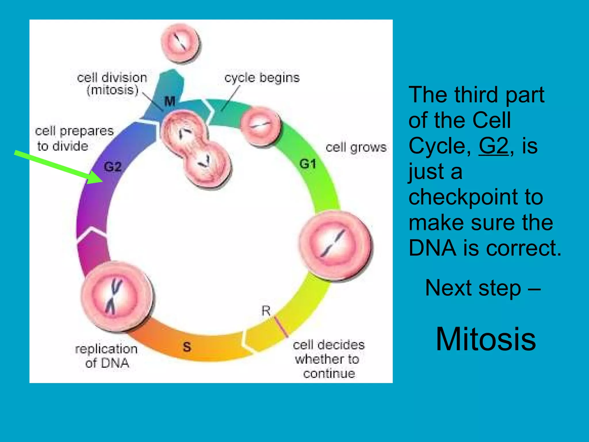 Cell Division Mitosis and Meiosis | PPT