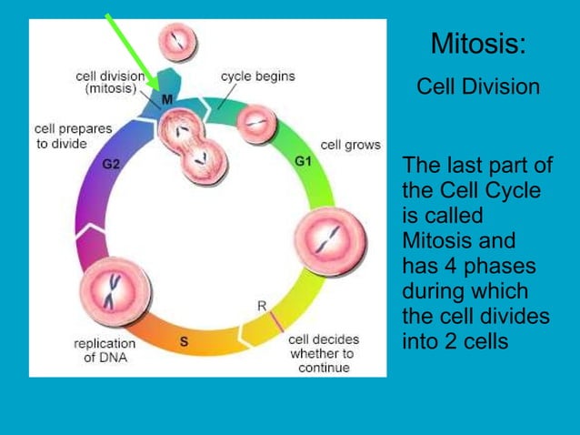 Cell Division Mitosis and Meiosis | PPT