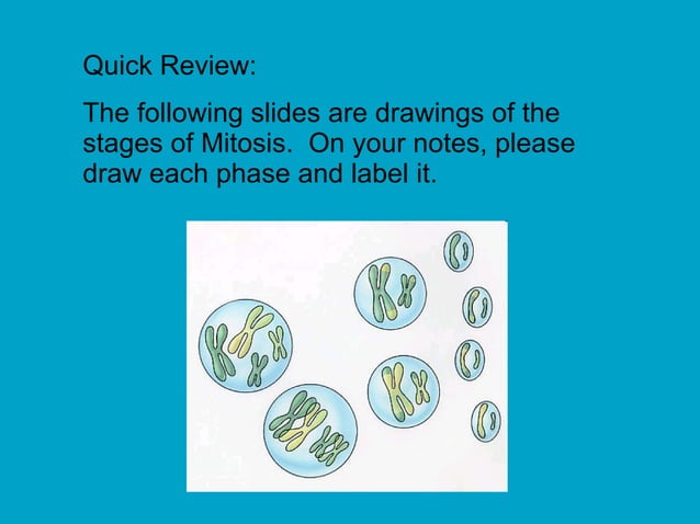 Cell Division Mitosis and Meiosis | PPT