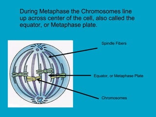 Cell Division Mitosis and Meiosis | PPT