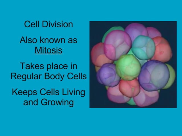 Cell Division Mitosis and Meiosis | PPT