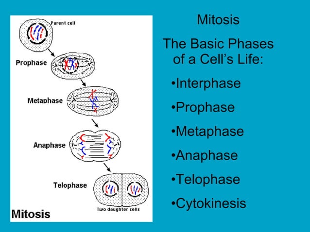 Cell Division Mitosis and Meiosis | PPT