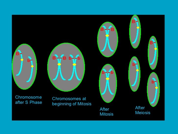 Chromosomes Mitosis The Continuity Of Life The Living World