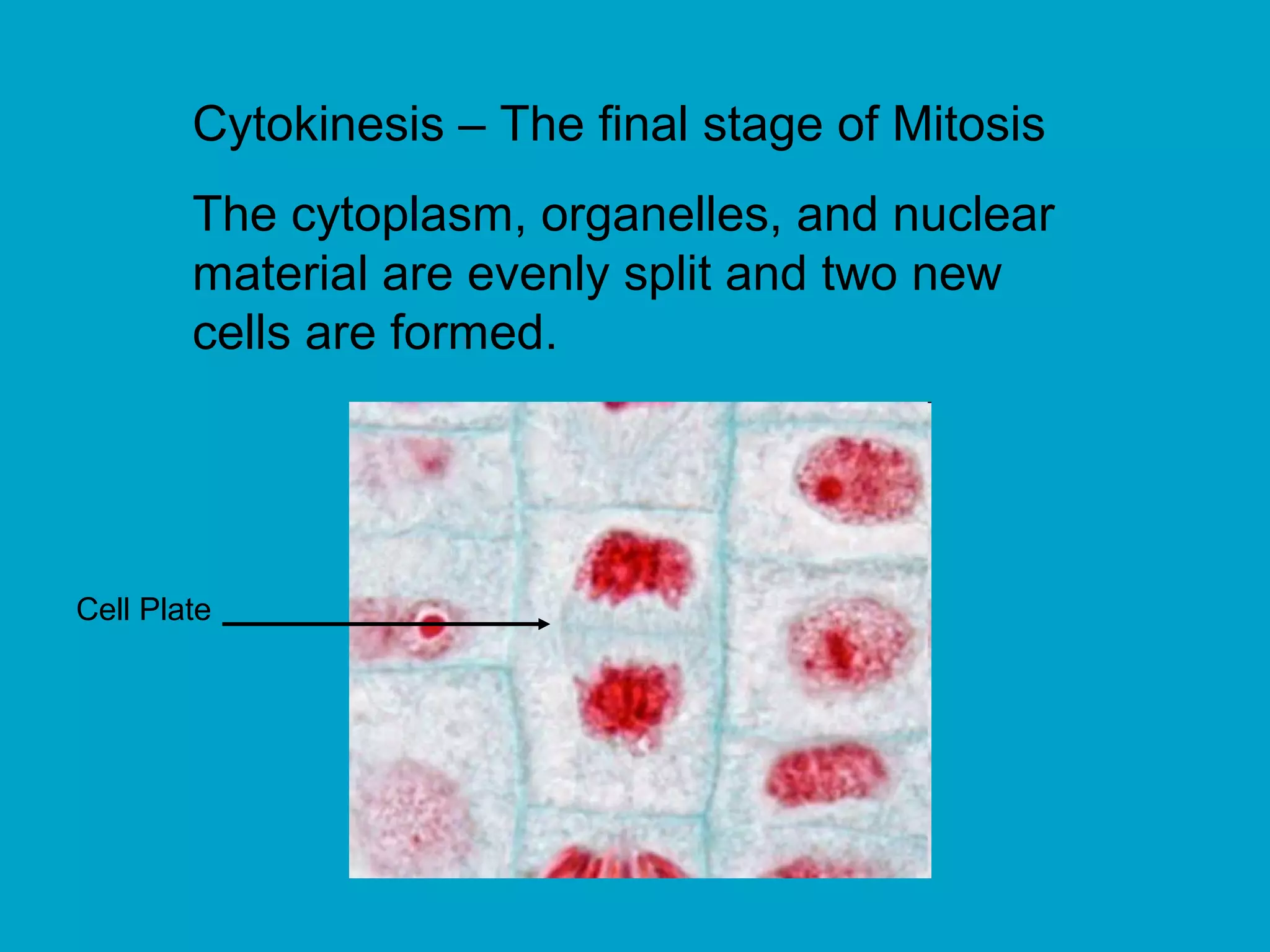Cell division-mitosis-meiosis | PPT