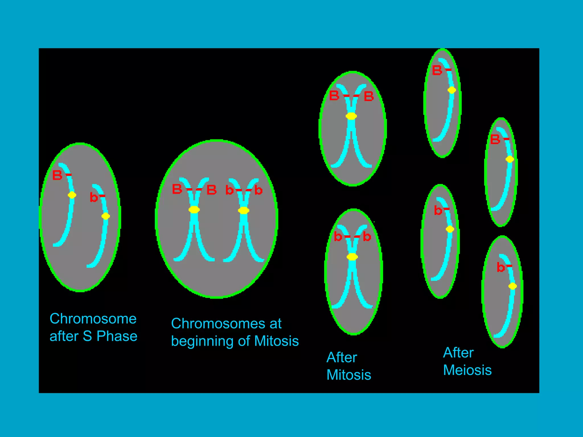 Cell division-mitosis-meiosis | PPT
