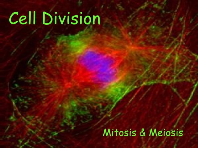 Cell division-mitosis-meiosis | PPT