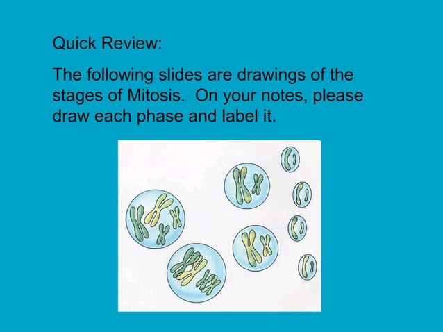 Cell division-mitosis-meiosis | PPT