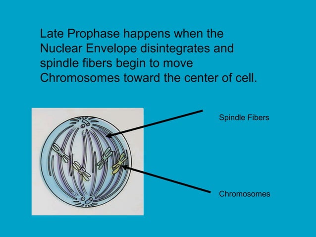 Cell division-mitosis-meiosis | PPT