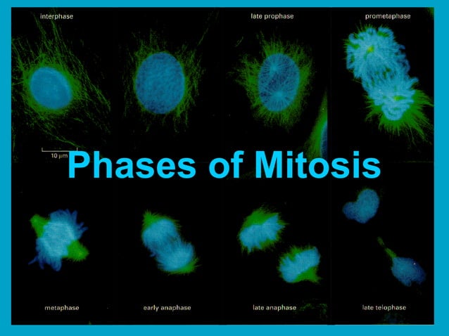 Cell division-mitosis-meiosis | PPT