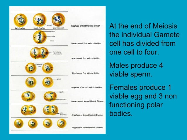 Cell division-mitosis-meiosis | PPT