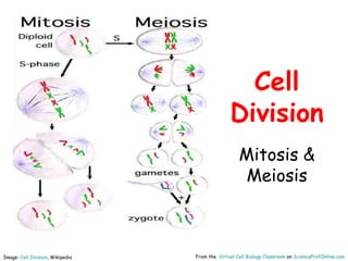 Cell Division | PPT