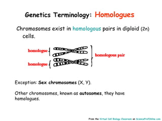 Cell Division | PPT