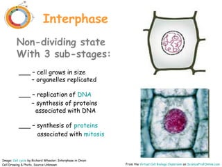 Cell Division | PPT