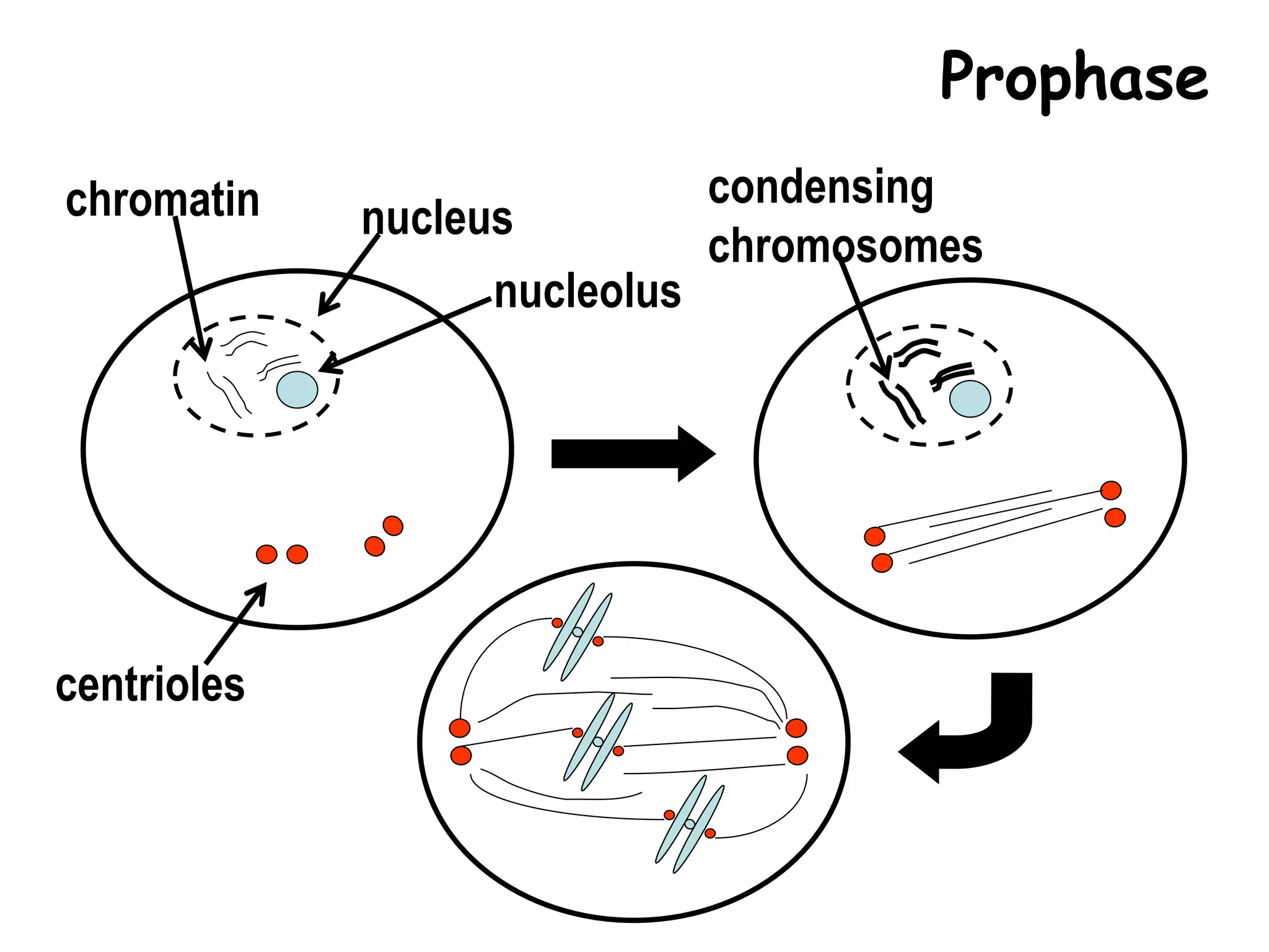 Cell Division Mitosis Meiosis Biology Lecture Power Point Vcb Cct Ppt