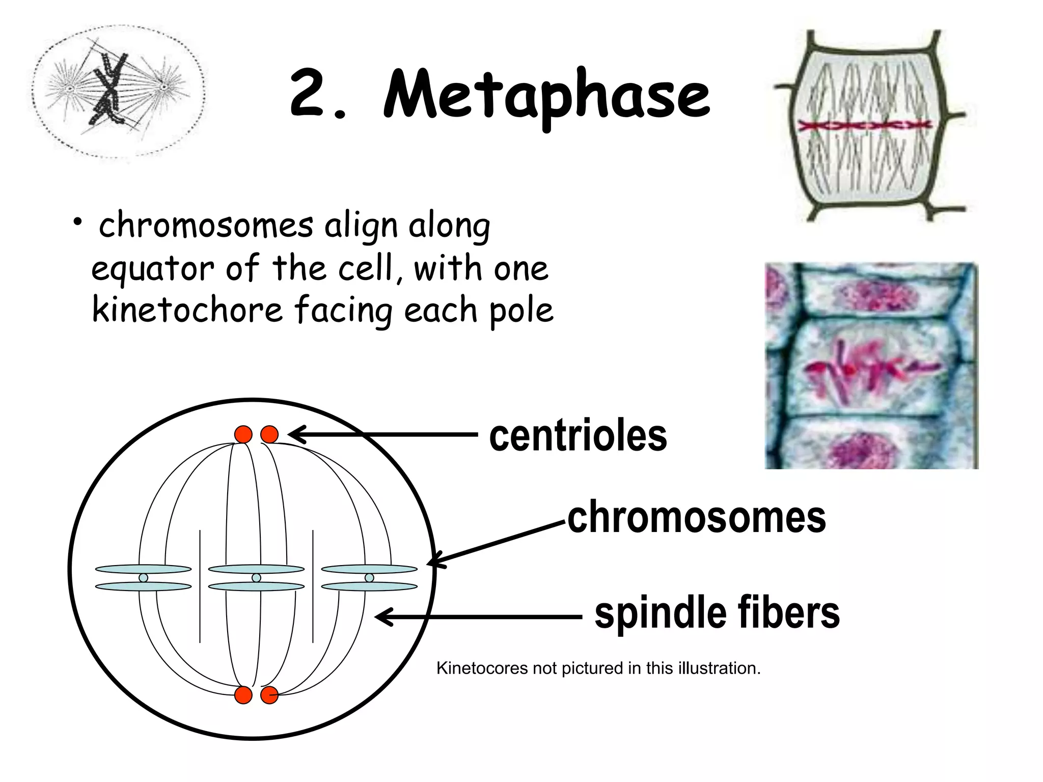 Cell division-mitosis-meiosis-biology-lecture-power point-vcb-cct | PPTX