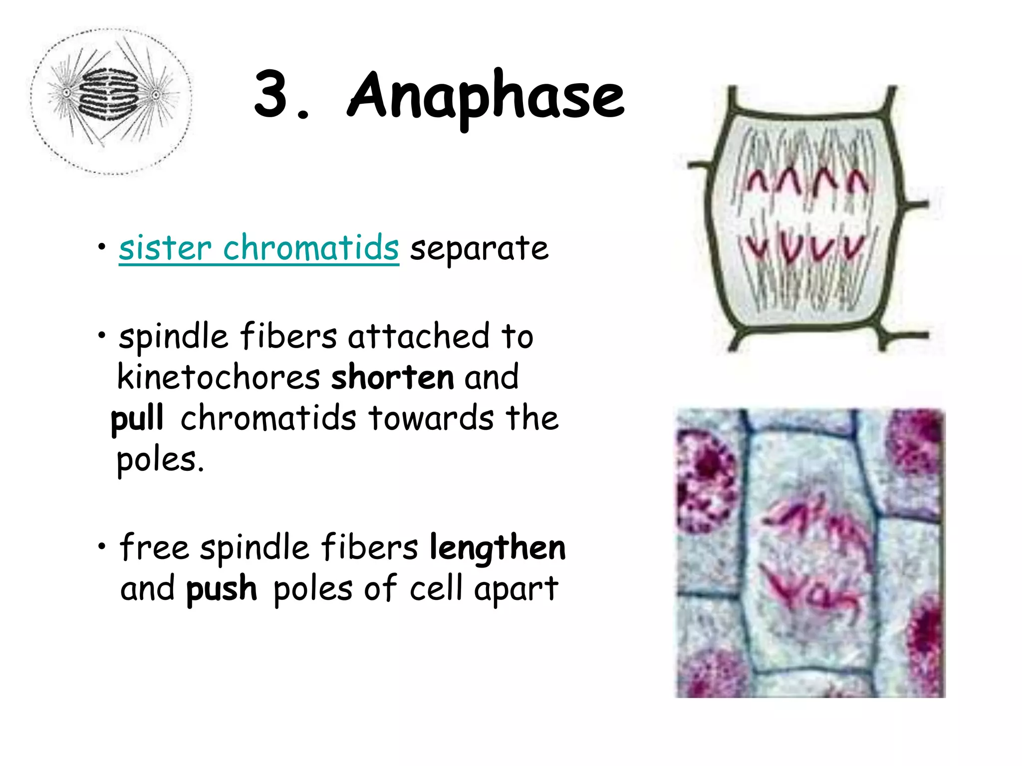 Cell division-mitosis-meiosis-biology-lecture-power point-vcb-cct | PPTX