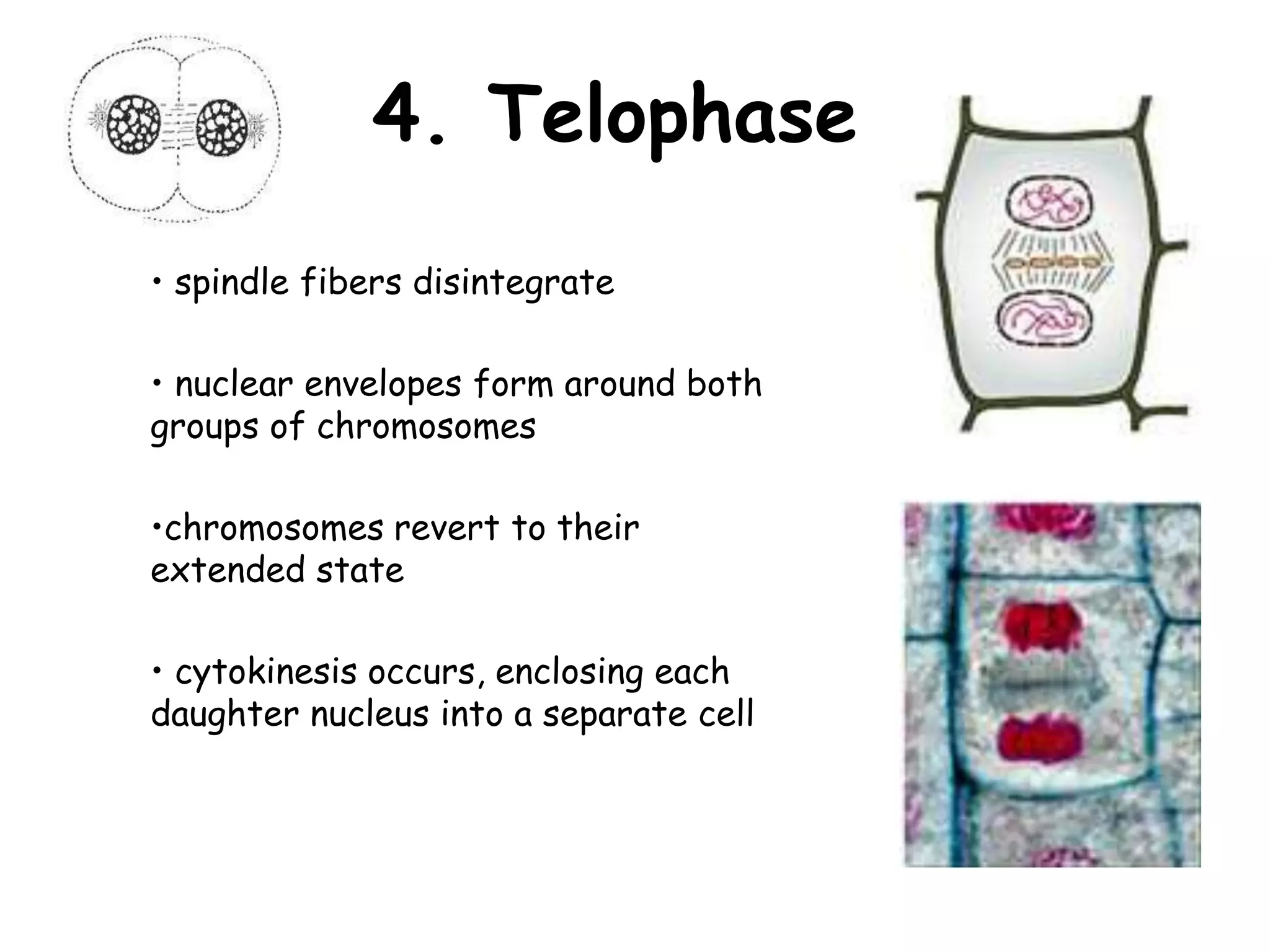 Cell division-mitosis-meiosis-biology-lecture-power point-vcb-cct | PPTX