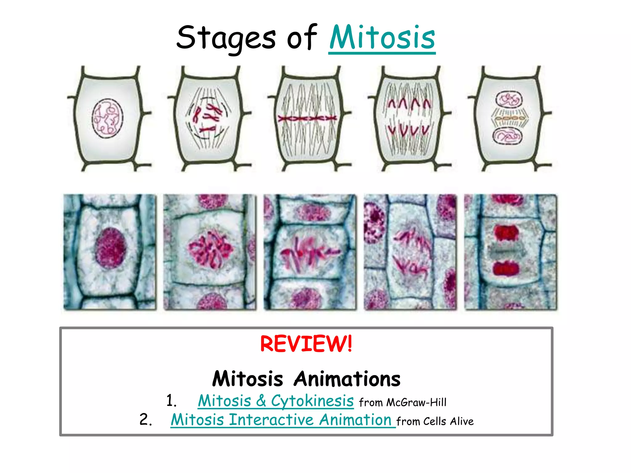Cell division-mitosis-meiosis-biology-lecture-power point-vcb-cct | PPTX