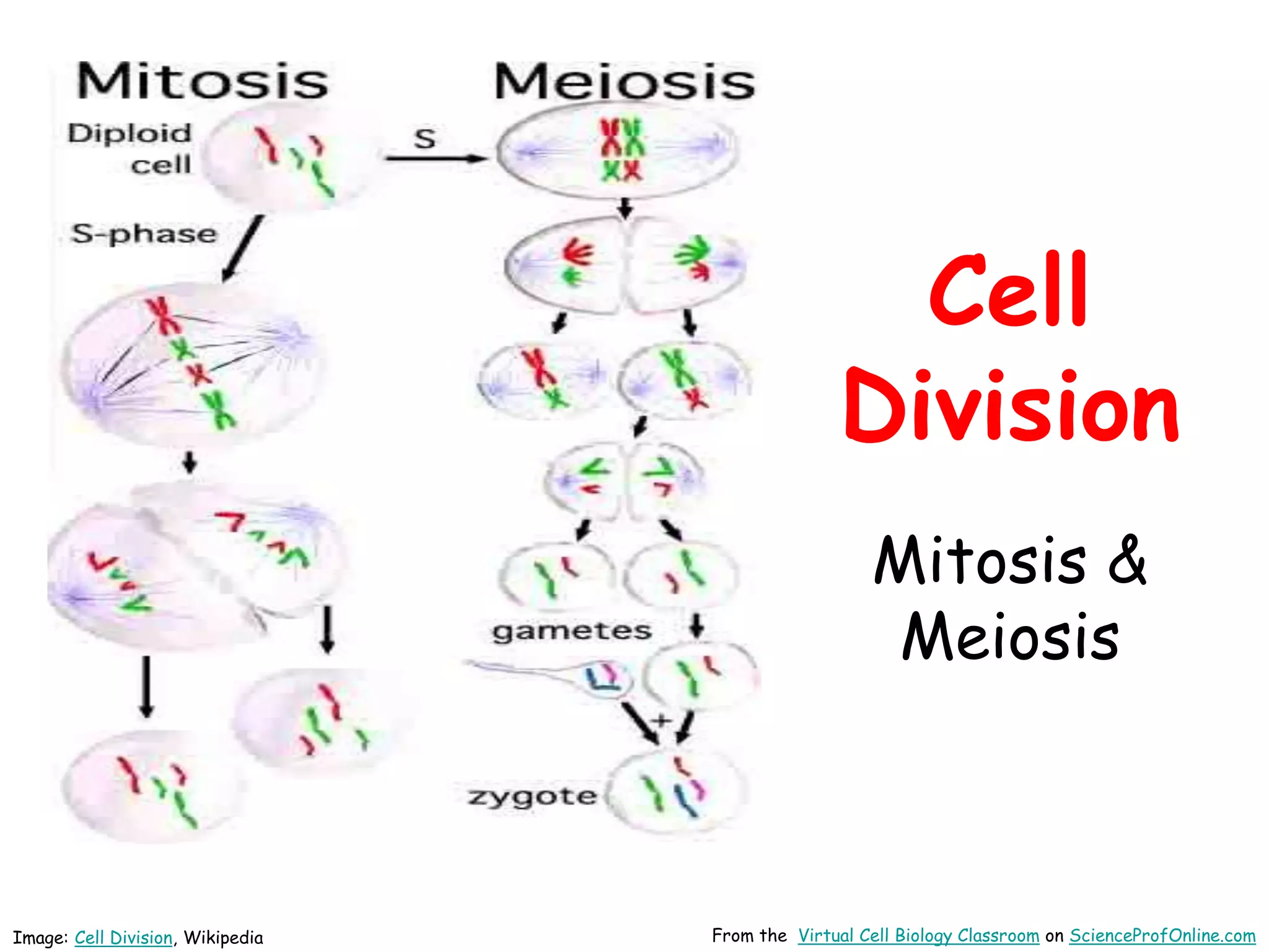 Cell division-mitosis-meiosis-biology-lecture-power point-vcb-cct | PPTX