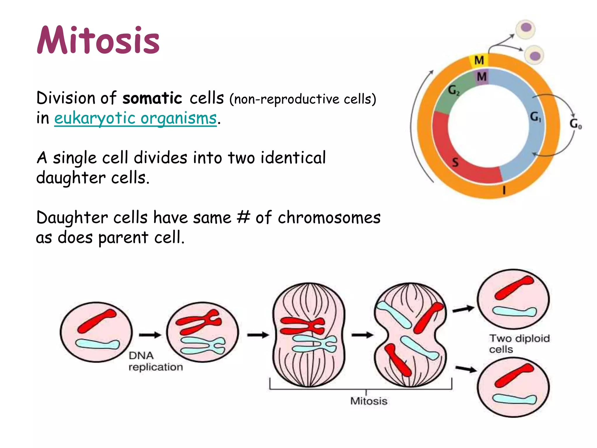 Cell division-mitosis-meiosis-biology-lecture-power point-vcb-cct | PPTX