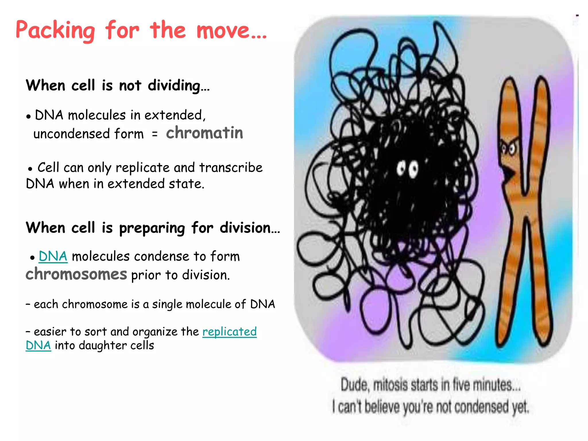 Cell division-mitosis-meiosis-biology-lecture-power point-vcb-cct | PPTX